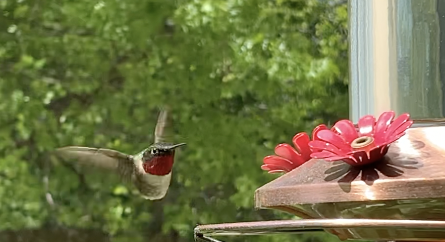 Hummingbirds are back! – Wild Around Us